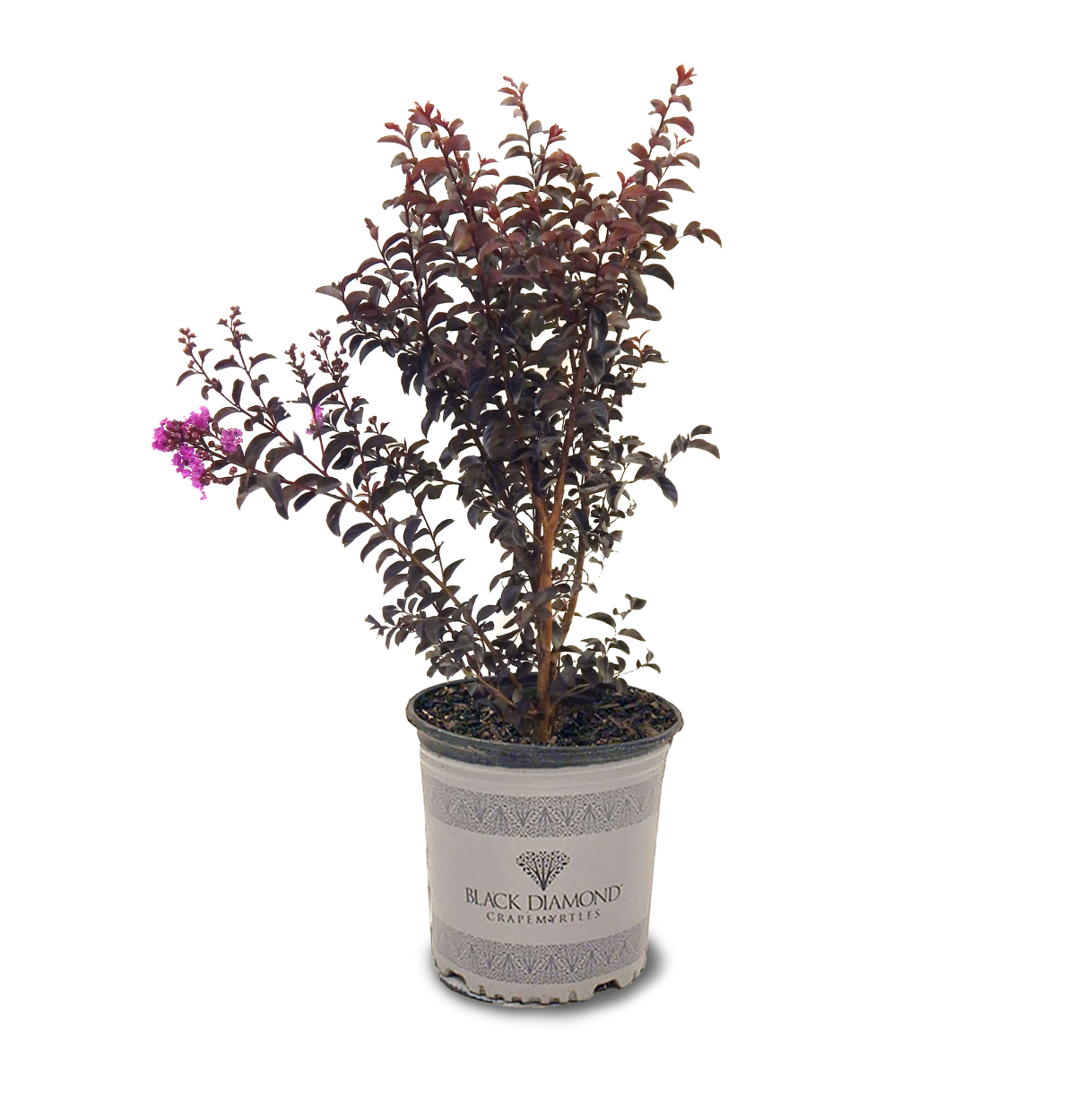 How to Care for Black Diamond® Purely Purple™ Crepe Myrtle: Mastering ...