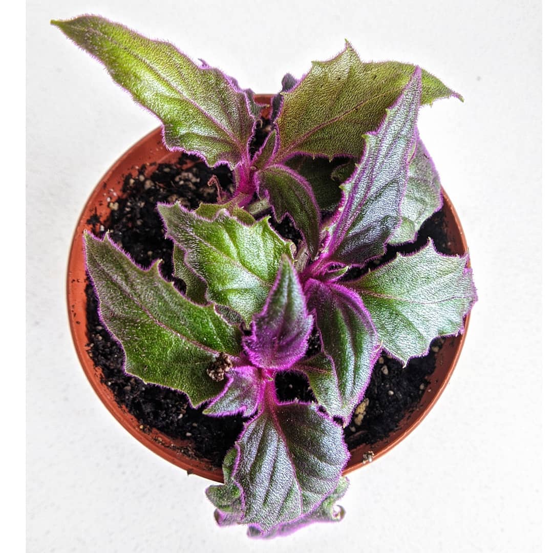 Personalized Purple Velvet Plant Care: Water, Light, Nutrients | Greg App