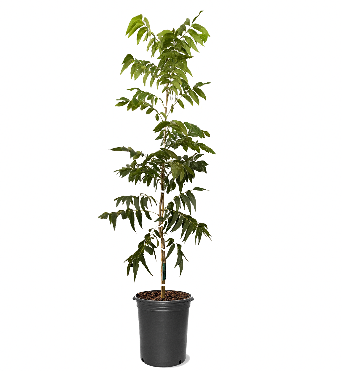 Stuart Pecan Plant Care: Water, Light, Nutrients | Greg App 🌱