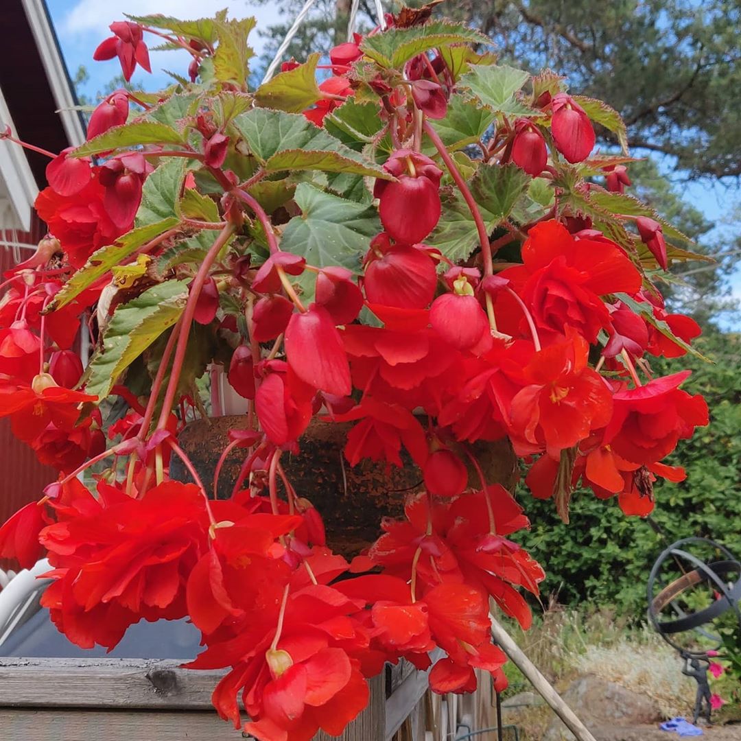 How to Care for Pendula Begonia: Mastering Water, Sunlight & More