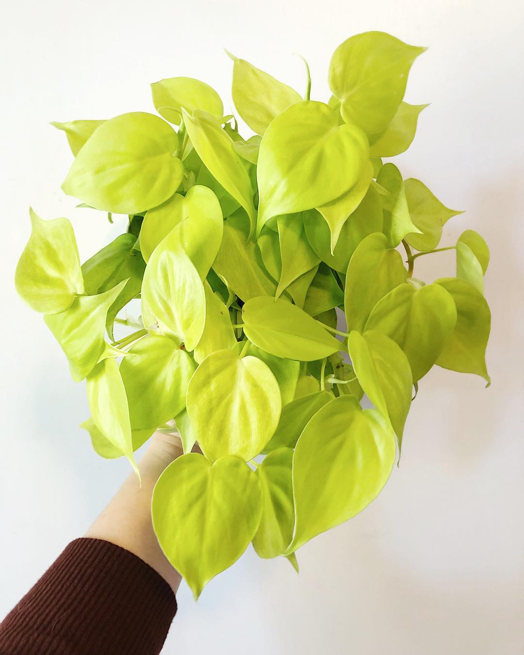 The Complete Philodendron Lemon Lime Plant Care Guide: Water, Light ...