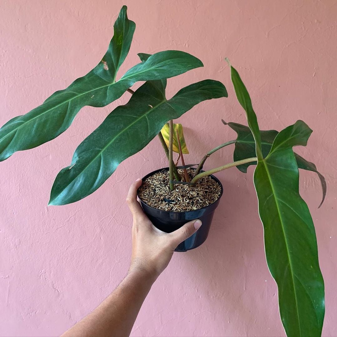 How to Care for Philodendron mexicanum: Mastering Water, Sunlight & More