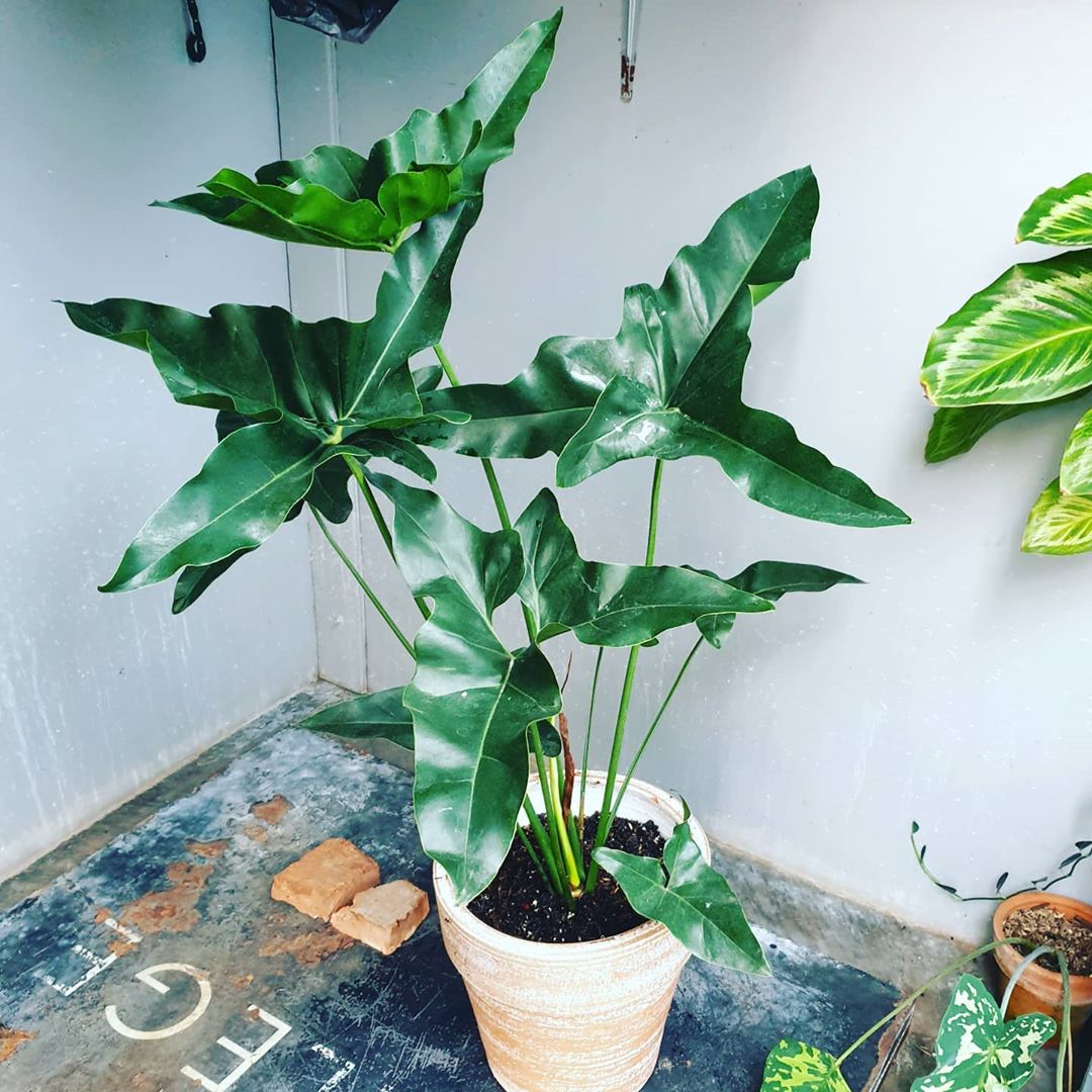 How to Care for Philodendron 'Mercy': Mastering Water, Sunlight & More