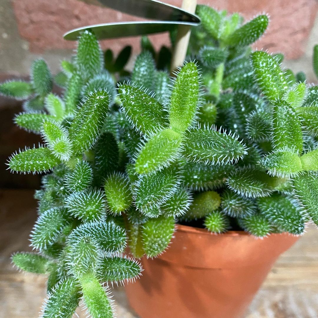 Pickle Plant Plant Care: Water, Light, Nutrients | Greg App 🌱