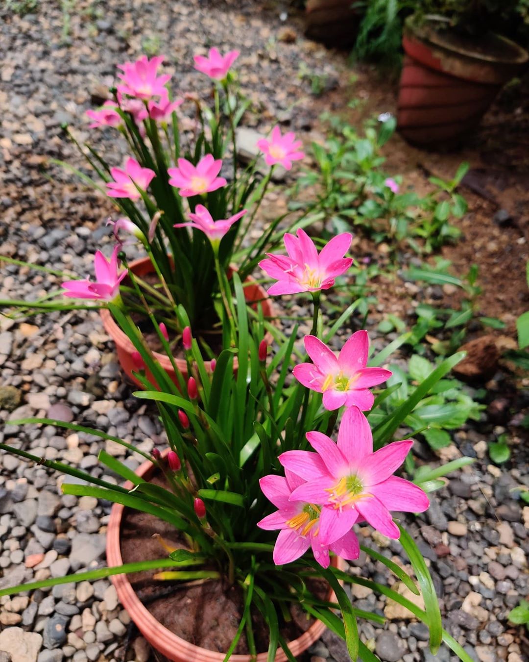 Fairy Lily: How Much Water & Light Does it Need to Thrive?