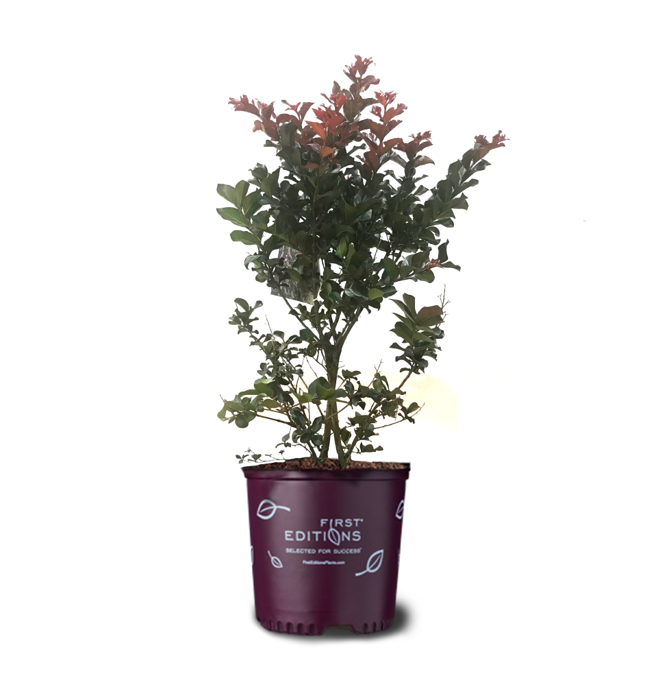 Plum Magic Crape Myrtle: How Much Water & Light Does it Need to Thrive?