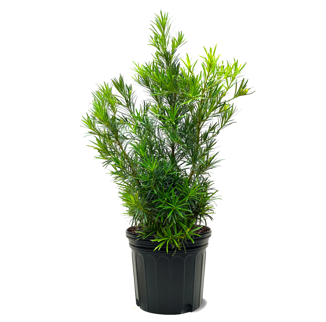 Podocarpus Plant: How Much Water & Light Does it Need to Thrive?