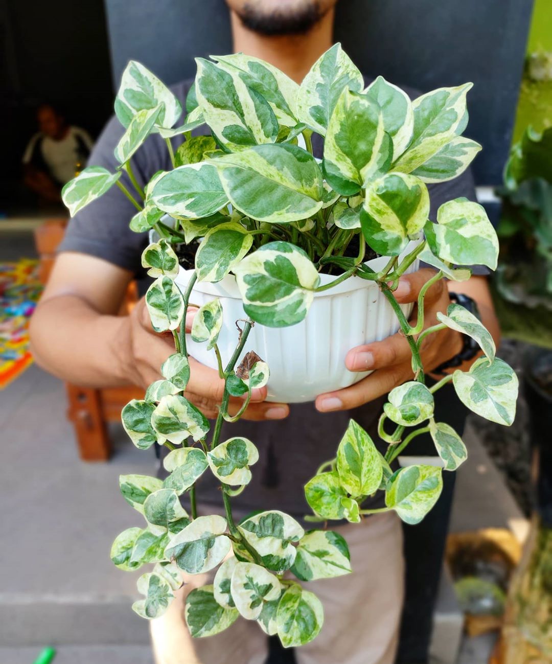 Pothos N' Joy: How Much Water & Light Does it Need to Thrive?
