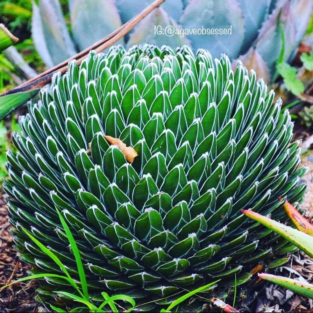 Keep Your Queen Victoria Agave Alive: Light, Water & Care Instructions