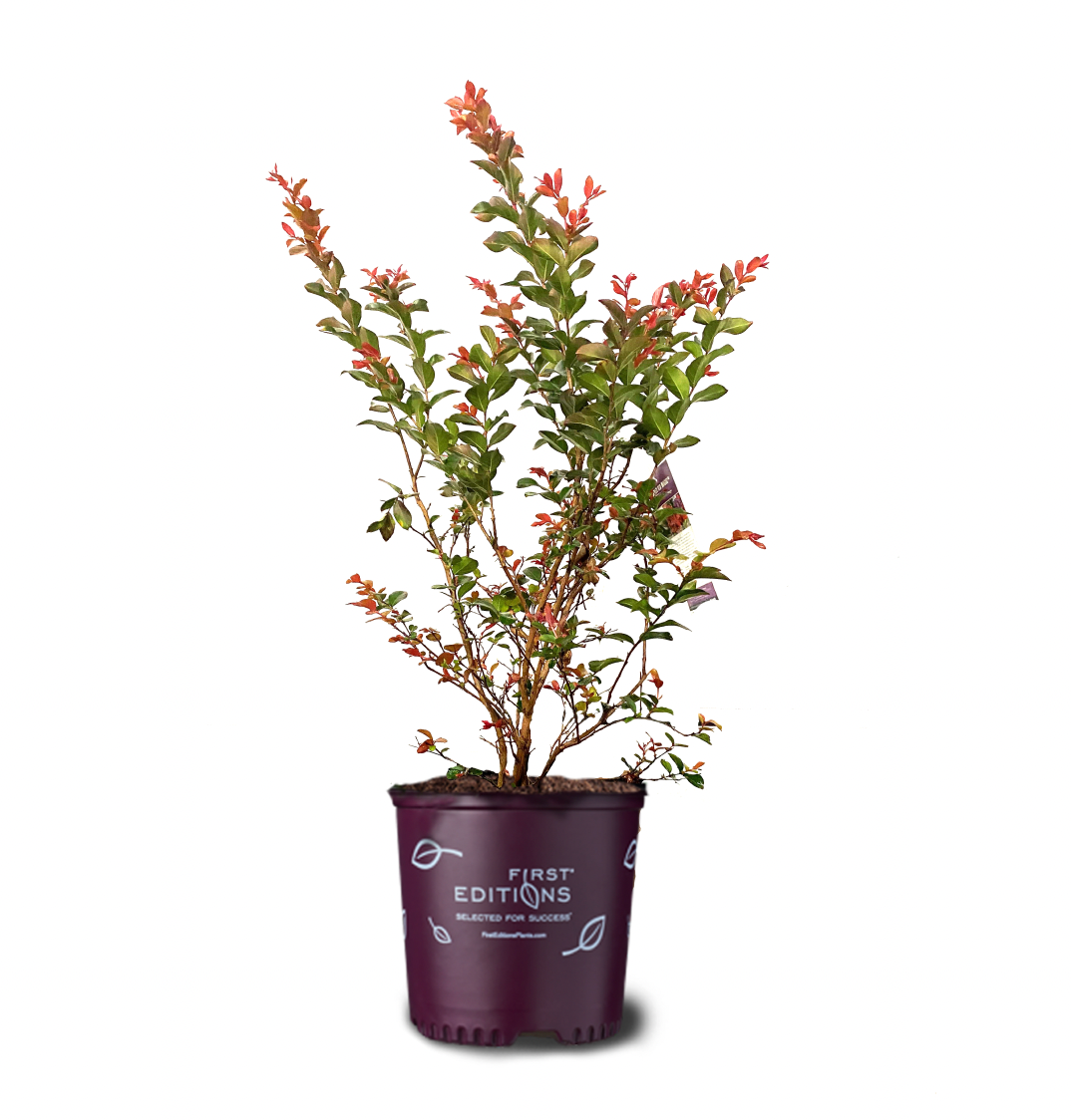 Ruffled Red Magic Crape Myrtle Care 101: Water, Light & Growing Tips