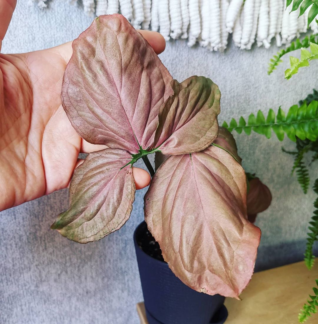 Regina Red Arrowhead Vine Plant Care: Water, Light, Nutrients | Greg App 🌱