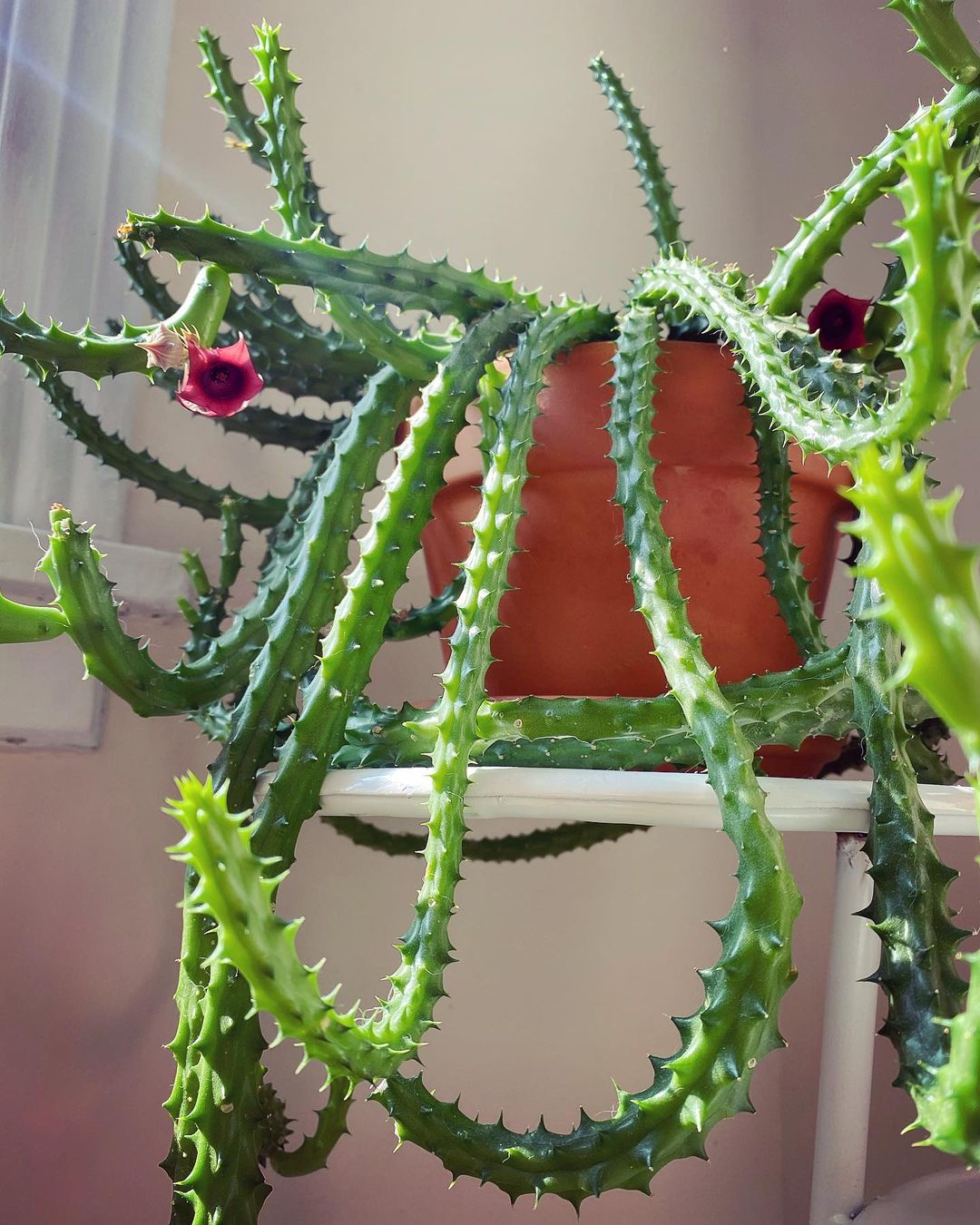 The Complete Red Dragon Flower Plant Care Guide: Water, Light & Beyond