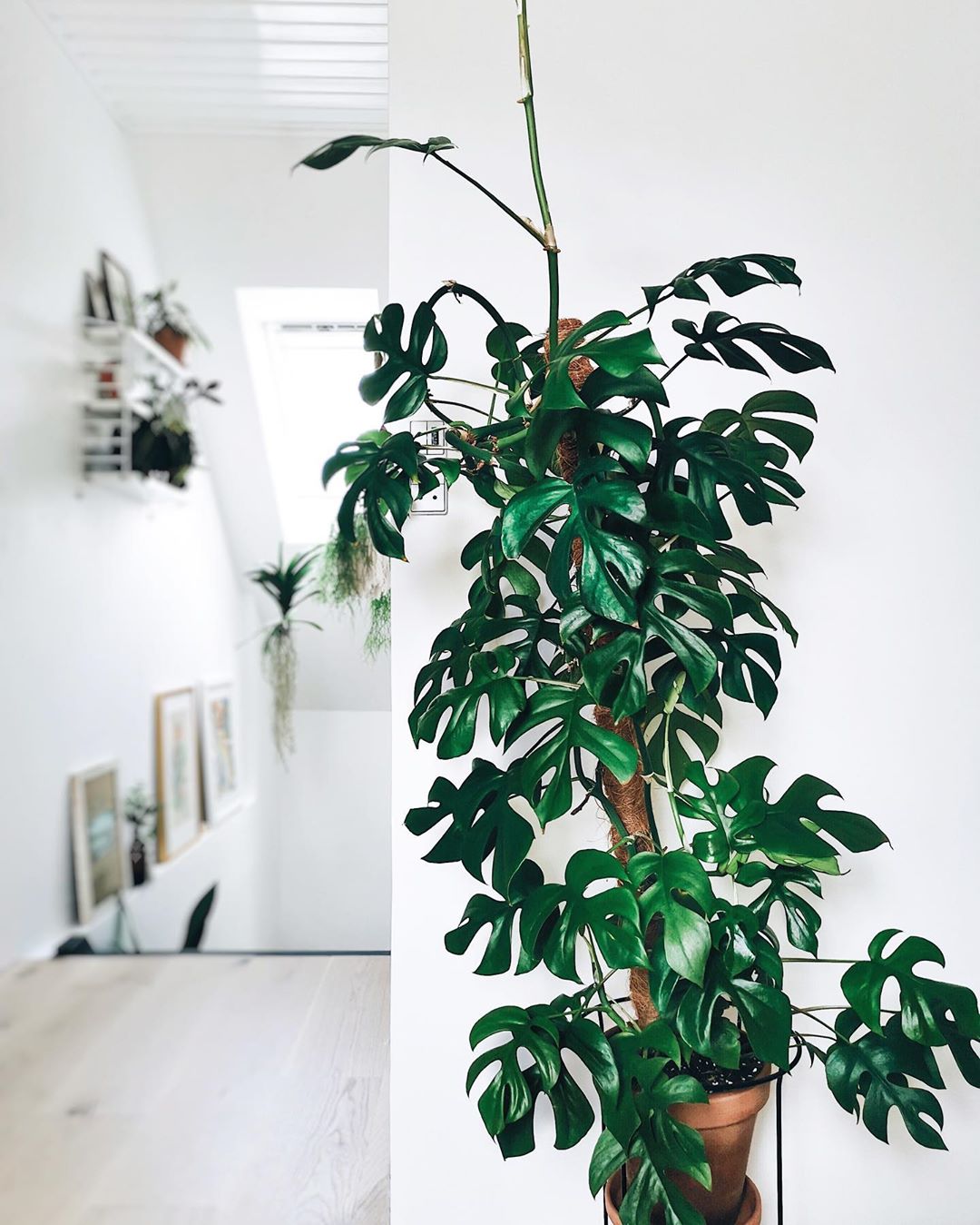 Mini Monstera Plant Care: Water, Light, Nutrients | Greg App 🌱