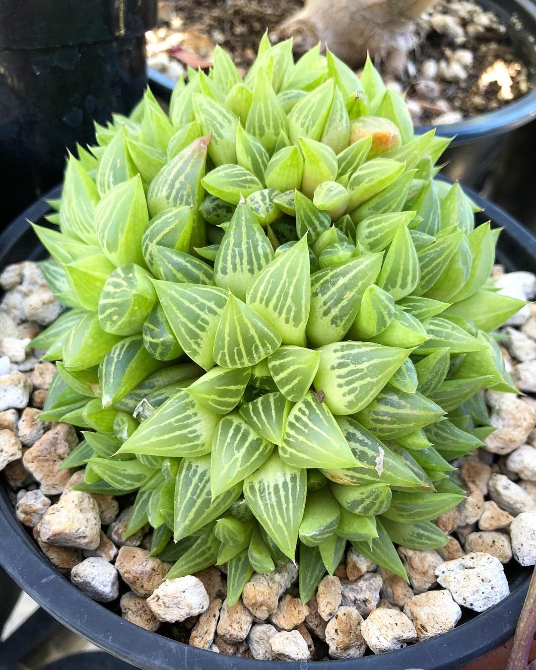 The Complete Star Cactus Plant Care Guide: Water, Light & Beyond