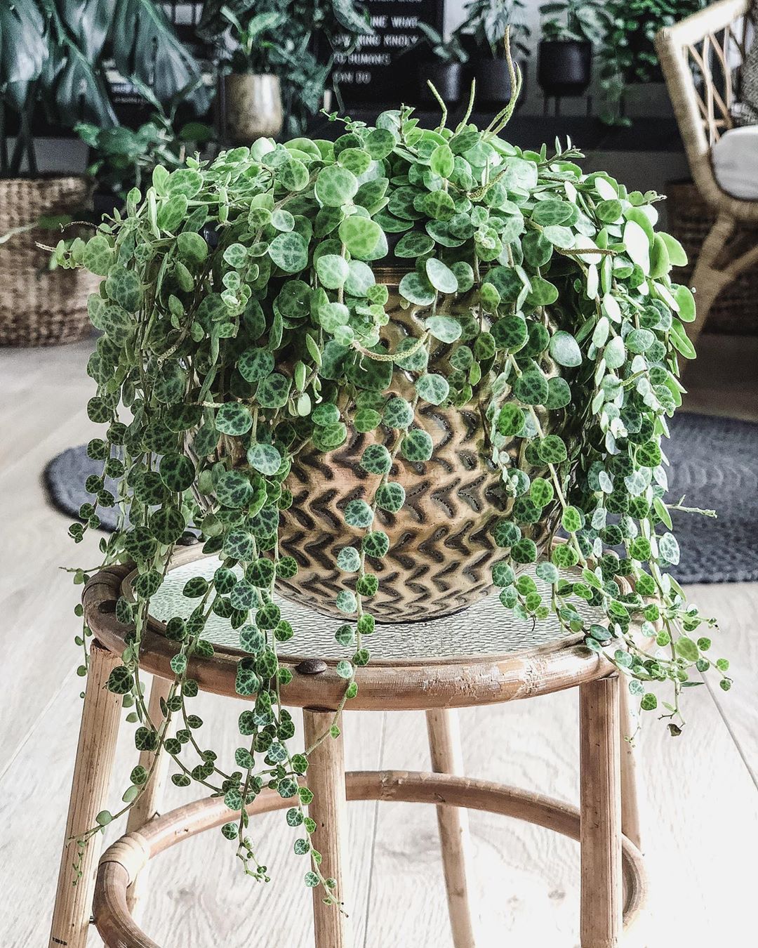 The Complete String of Turtles Plant Care Guide: Water, Light & Beyond