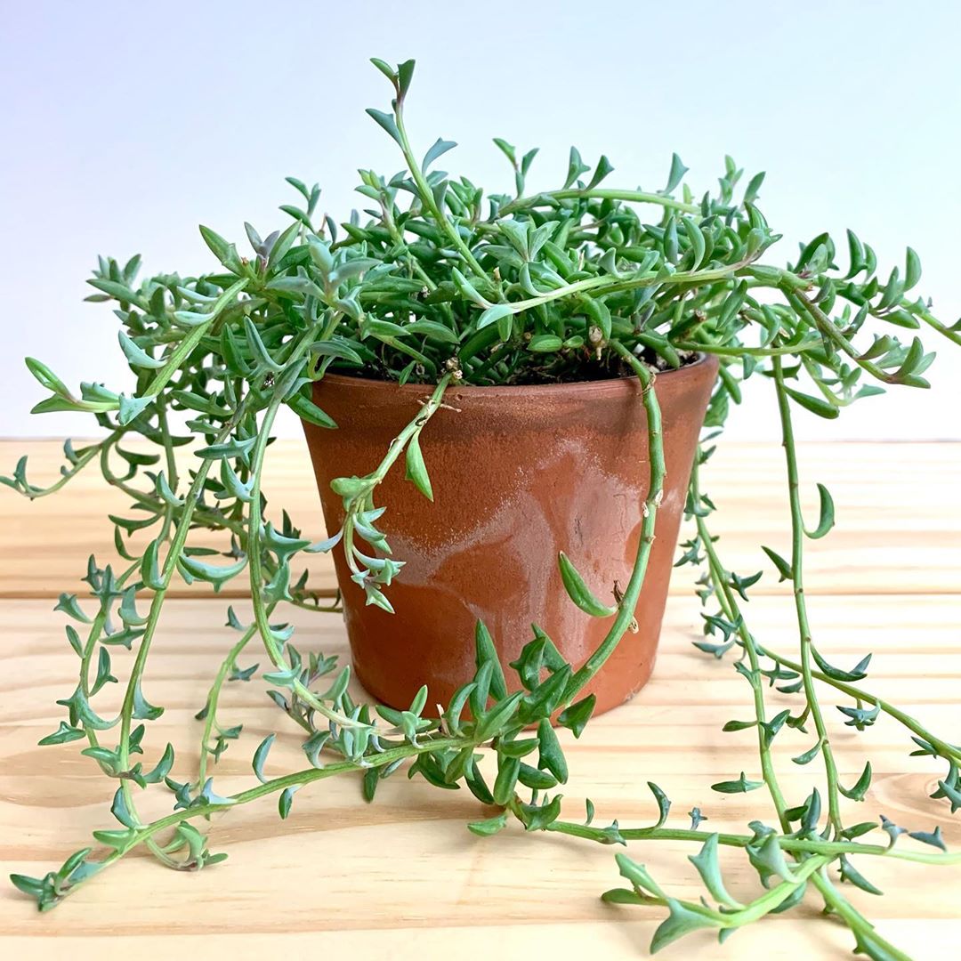 String of Dolphins Plant Care: Water, Light, Nutrients | Greg App 🌱