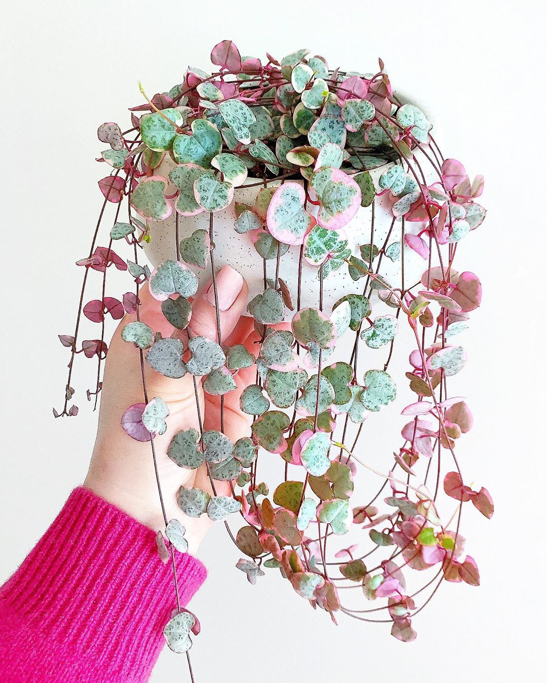 Sweetheart Vine Plant Care: Water, Light, Nutrients | Greg App 🌱
