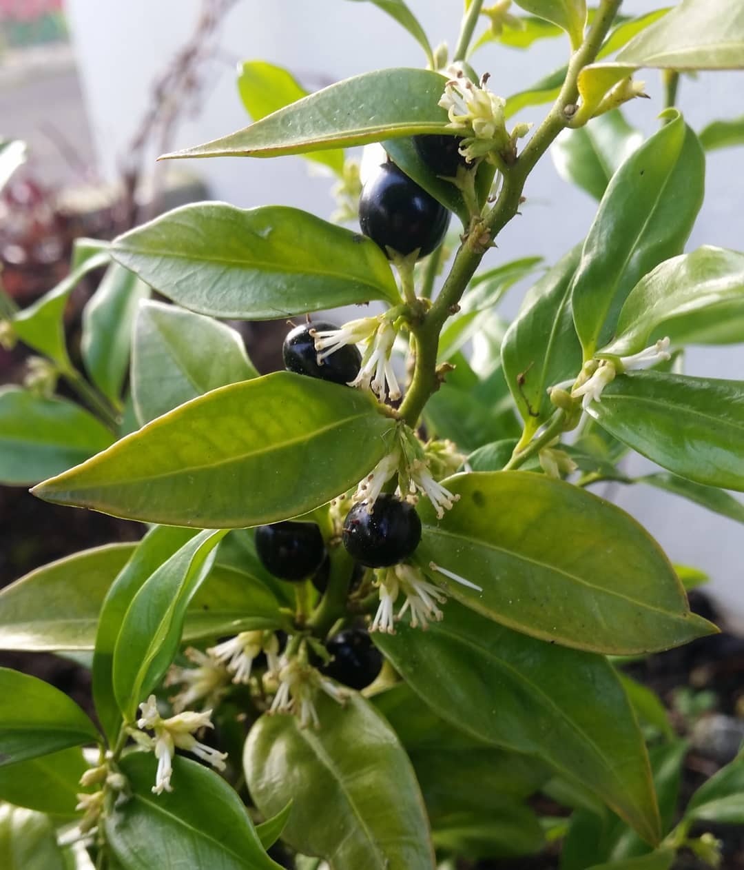 Sweet Box: How Much Water & Light Does it Need to Thrive?