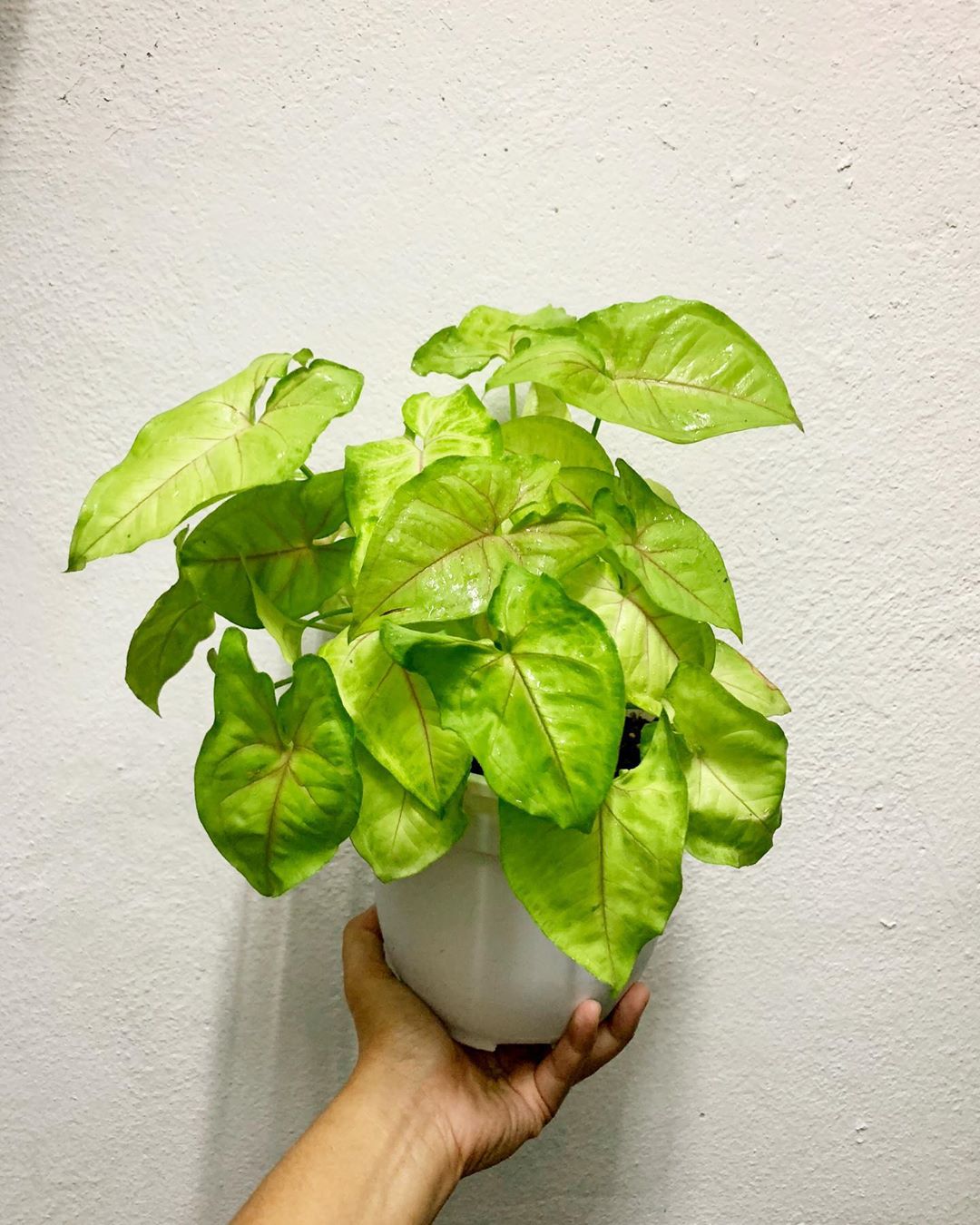 Syngonium 'Berry': How Much Water & Light Does it Need to Thrive?