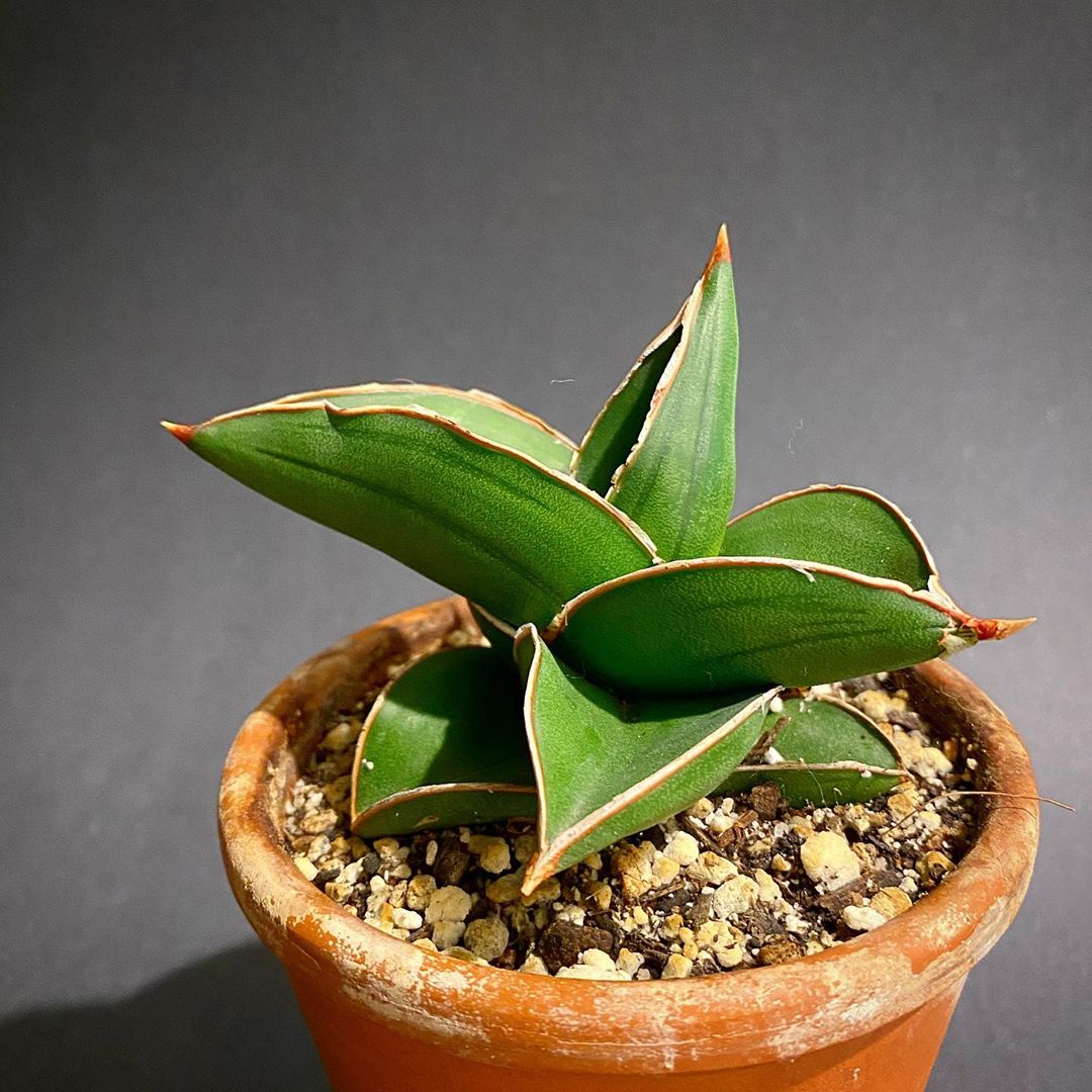 The Complete Samurai Dwarf Snake Plant Plant Care Guide: Water, Light ...