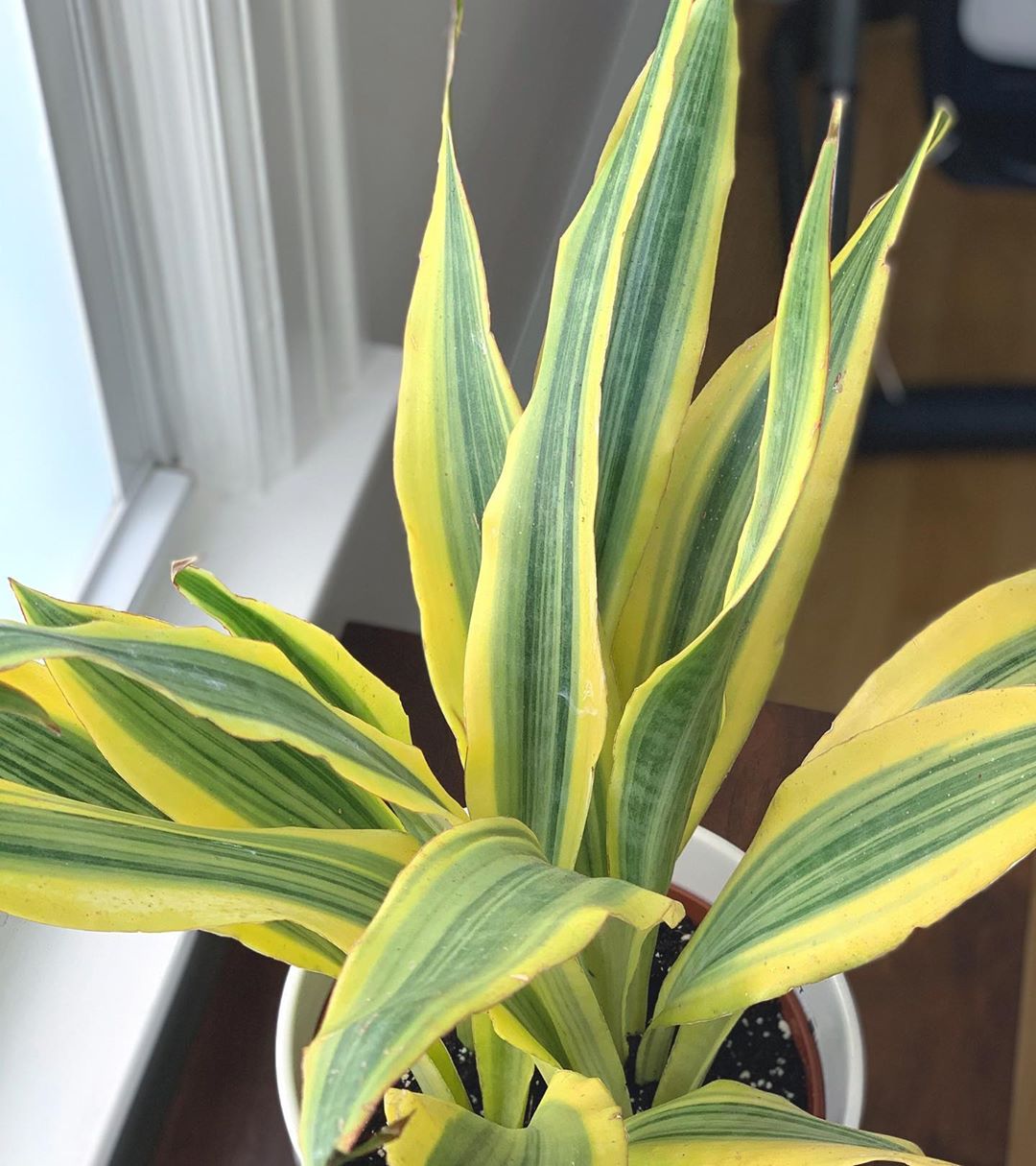 Sansevieria 'Lauren' Plant Care: Water, Light, Nutrients | Greg App 🌱