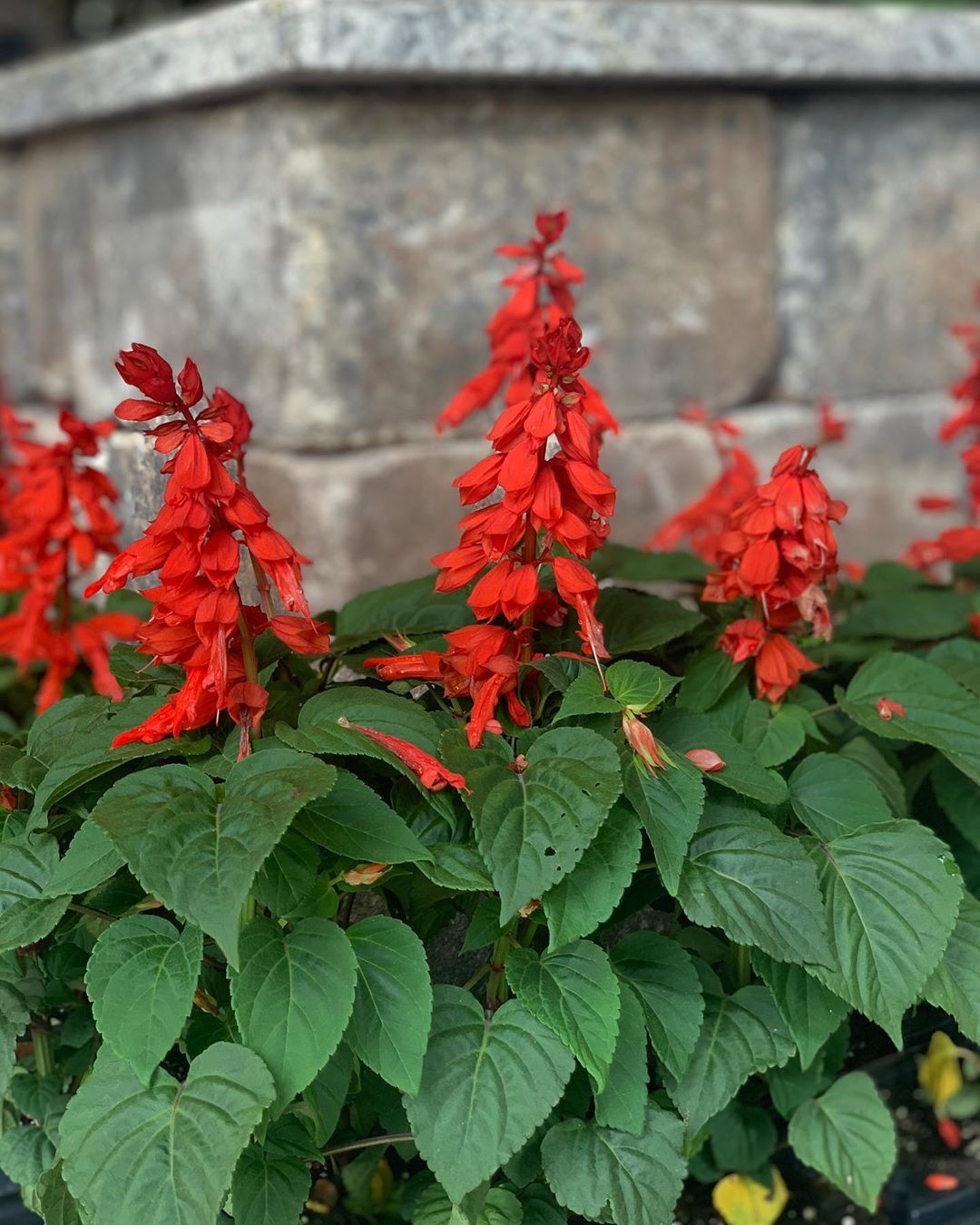 Scarlet Sage Plant Care: Water, Light, Nutrients | Greg App 🌱