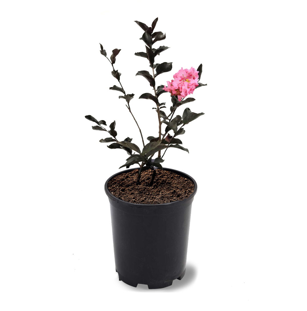 Keep Your Black Diamond Shell Pink Crape Myrtle Alive: Light, Water ...