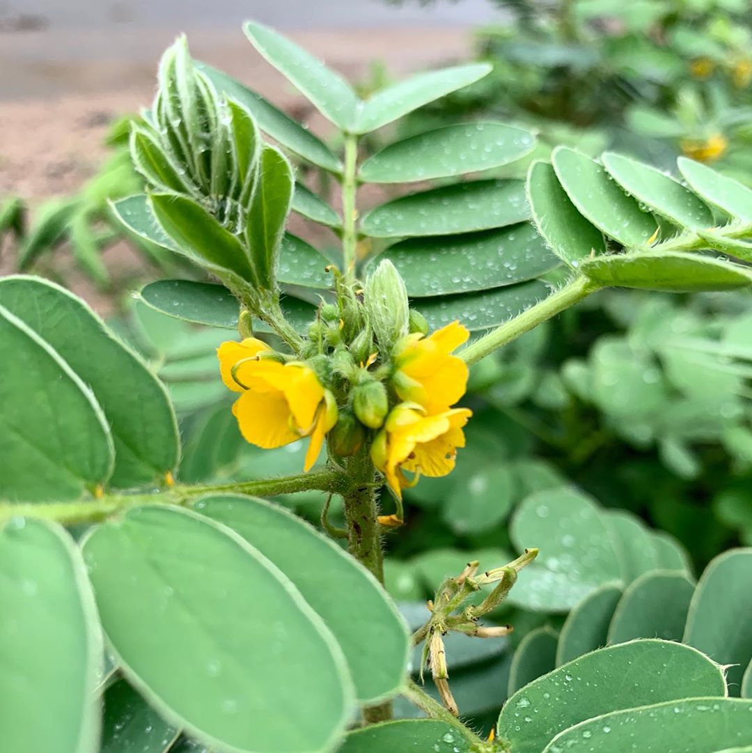 The Complete Sicklepod Plant Care Guide: Water, Light & Beyond