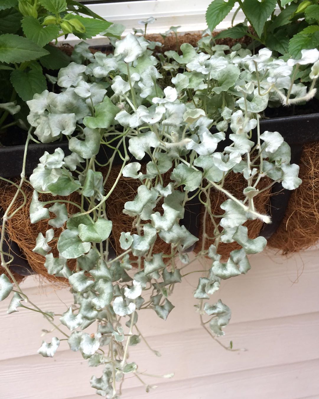 The Complete Silver Falls Plant Care Guide: Water, Light & Beyond