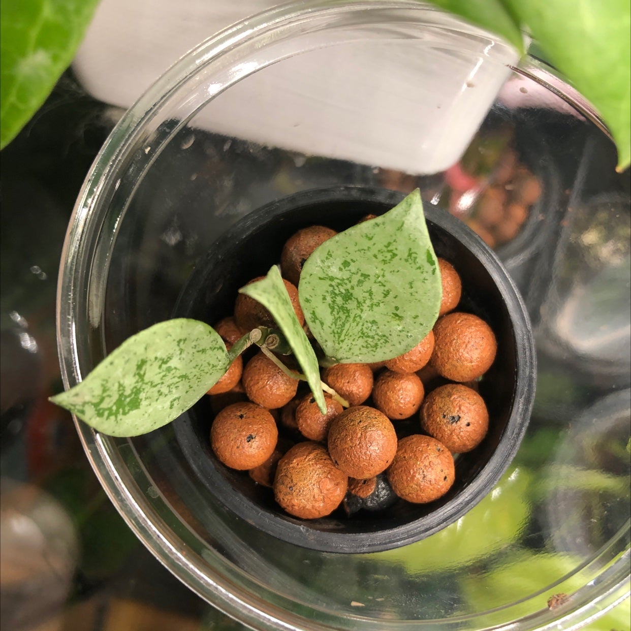 Hoya Lacunosa 'Silver' - Everything You Need to Know [2023]