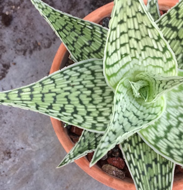 Snowflake Aloe Plant Care: Water, Light, Nutrients | Greg App 🌱