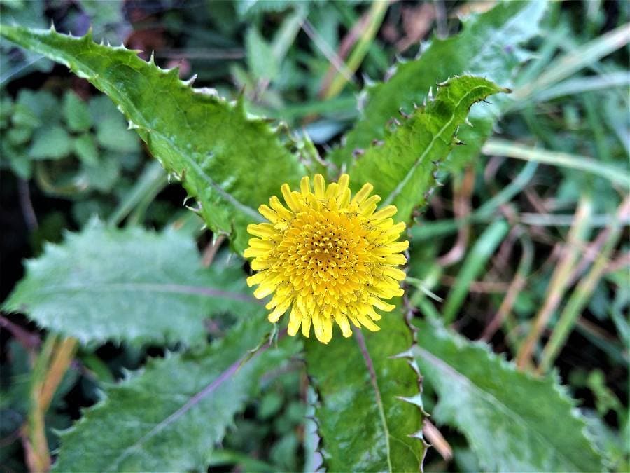 The Complete Spiny Sowthistle Plant Care Guide: Water, Light & Beyond