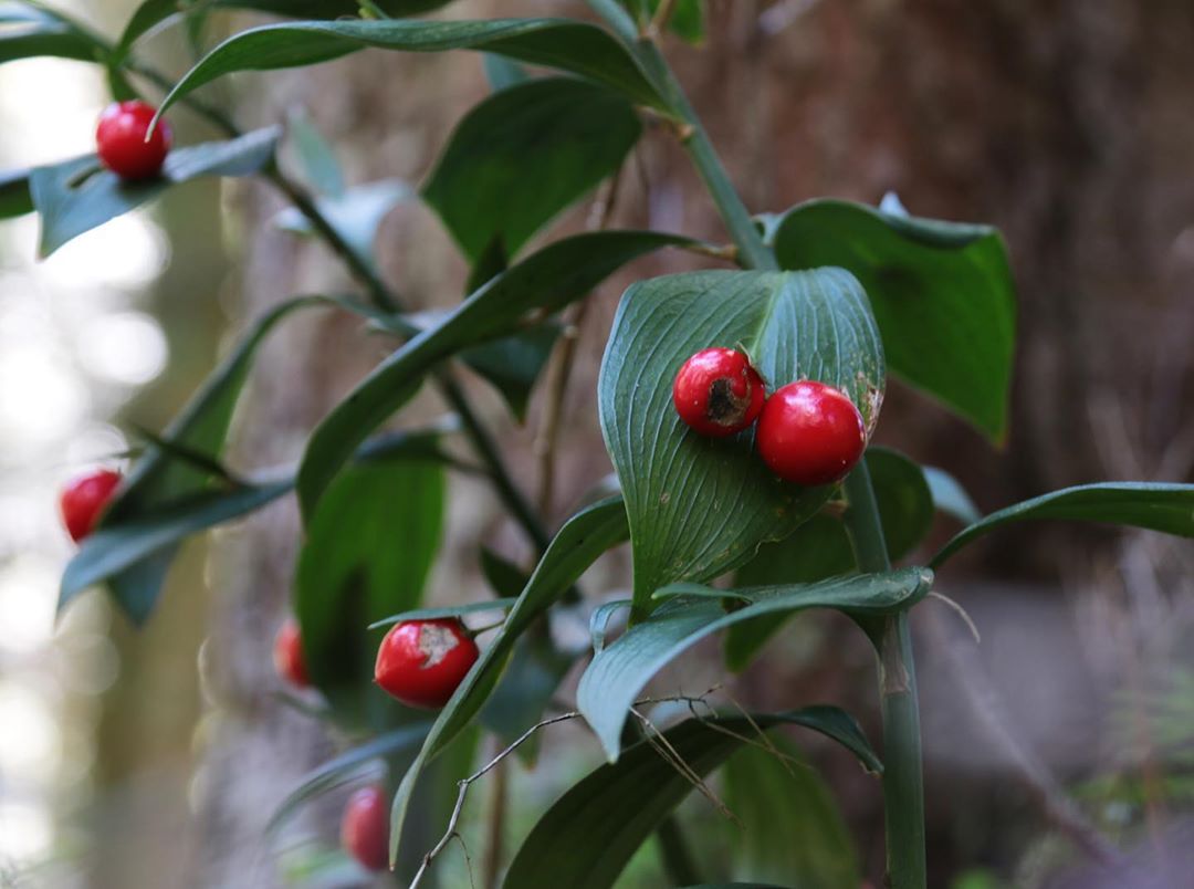 Personalized Ruscus Hypophyllum Care: Water, Light, Nutrients | Greg App