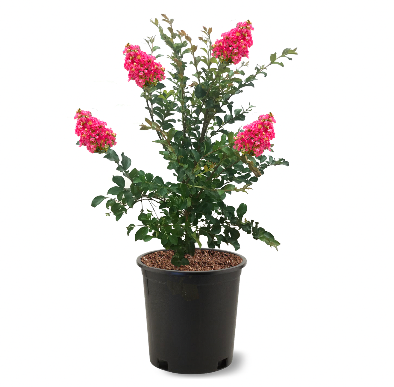 Tuscarora Crape Myrtle Plant Care: Water, Light, Nutrients | Greg App 🌱