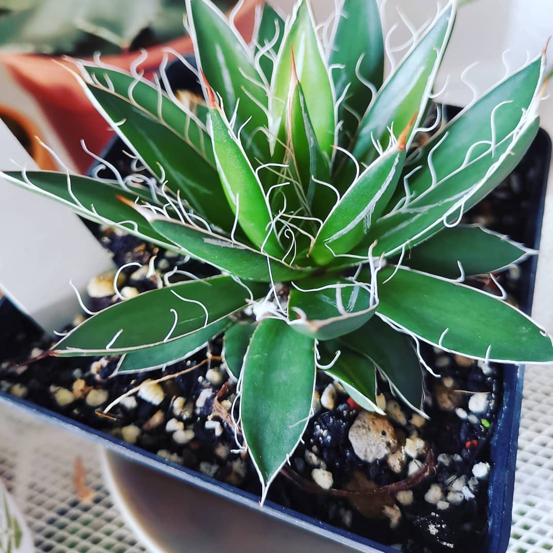Thread Agave Care 101: Water, Light & Growing Tips