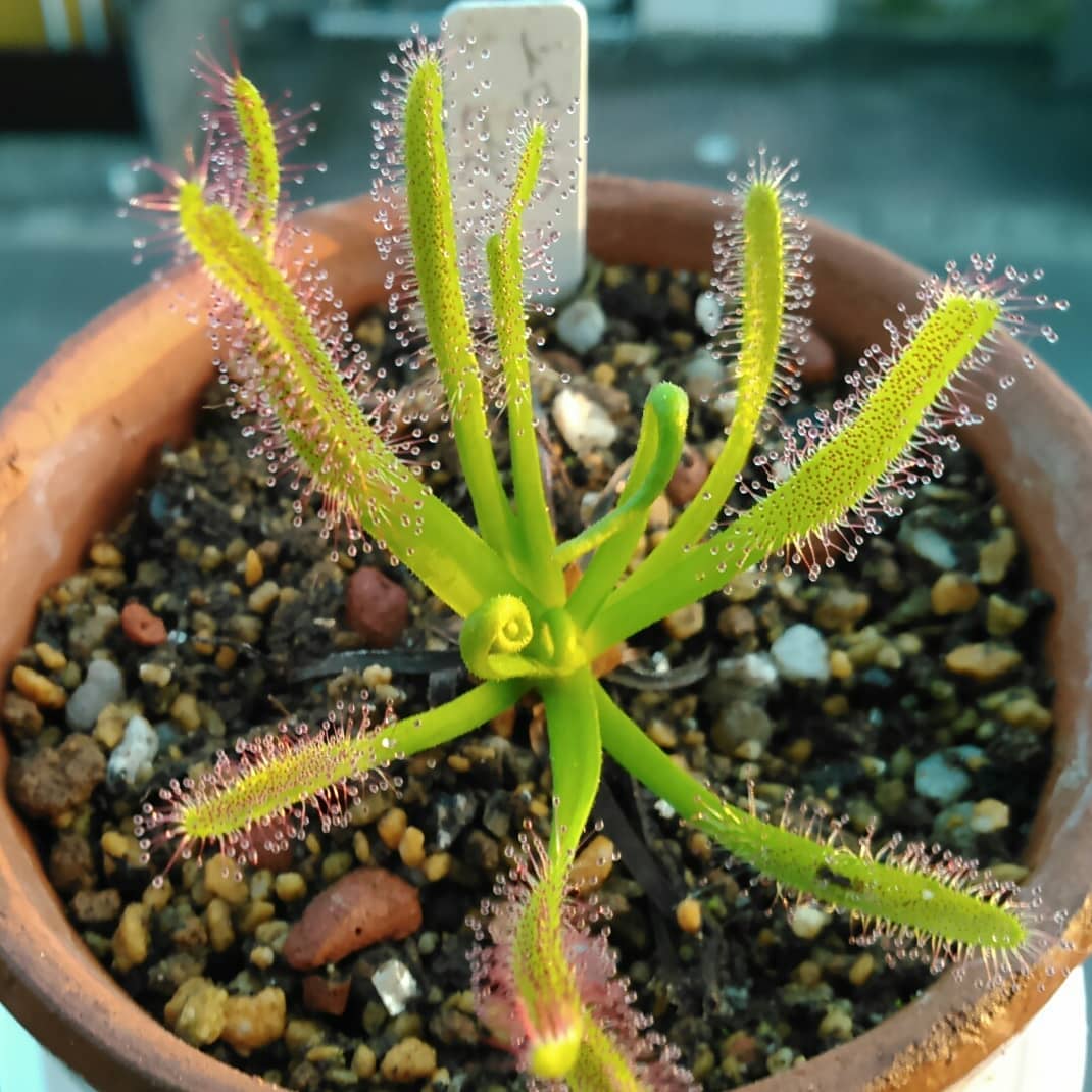 Drosera Filiformis Plant Care: Water, Light, Nutrients | Greg App 🌱