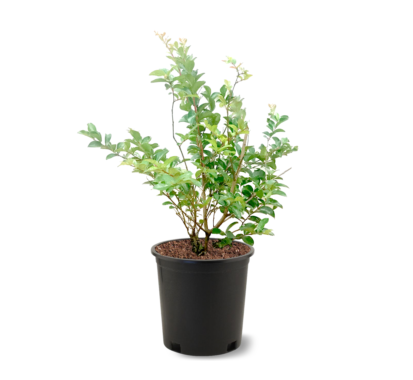 Tonto Crape Myrtle: How Much Water & Light Does it Need to Thrive?