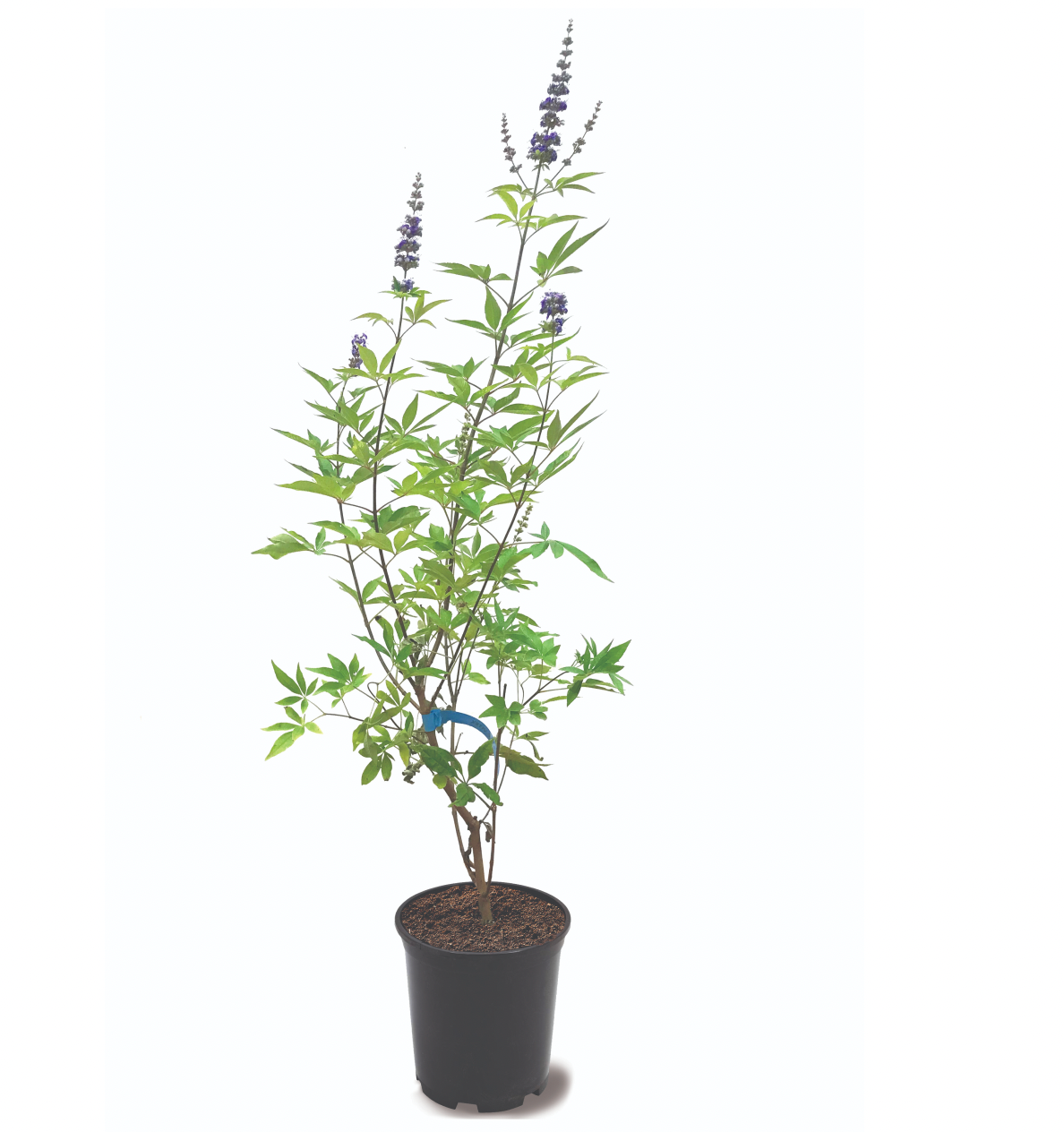Keep Your Vitex First Editions™ Delta Blue Alive: Light, Water & Care ...