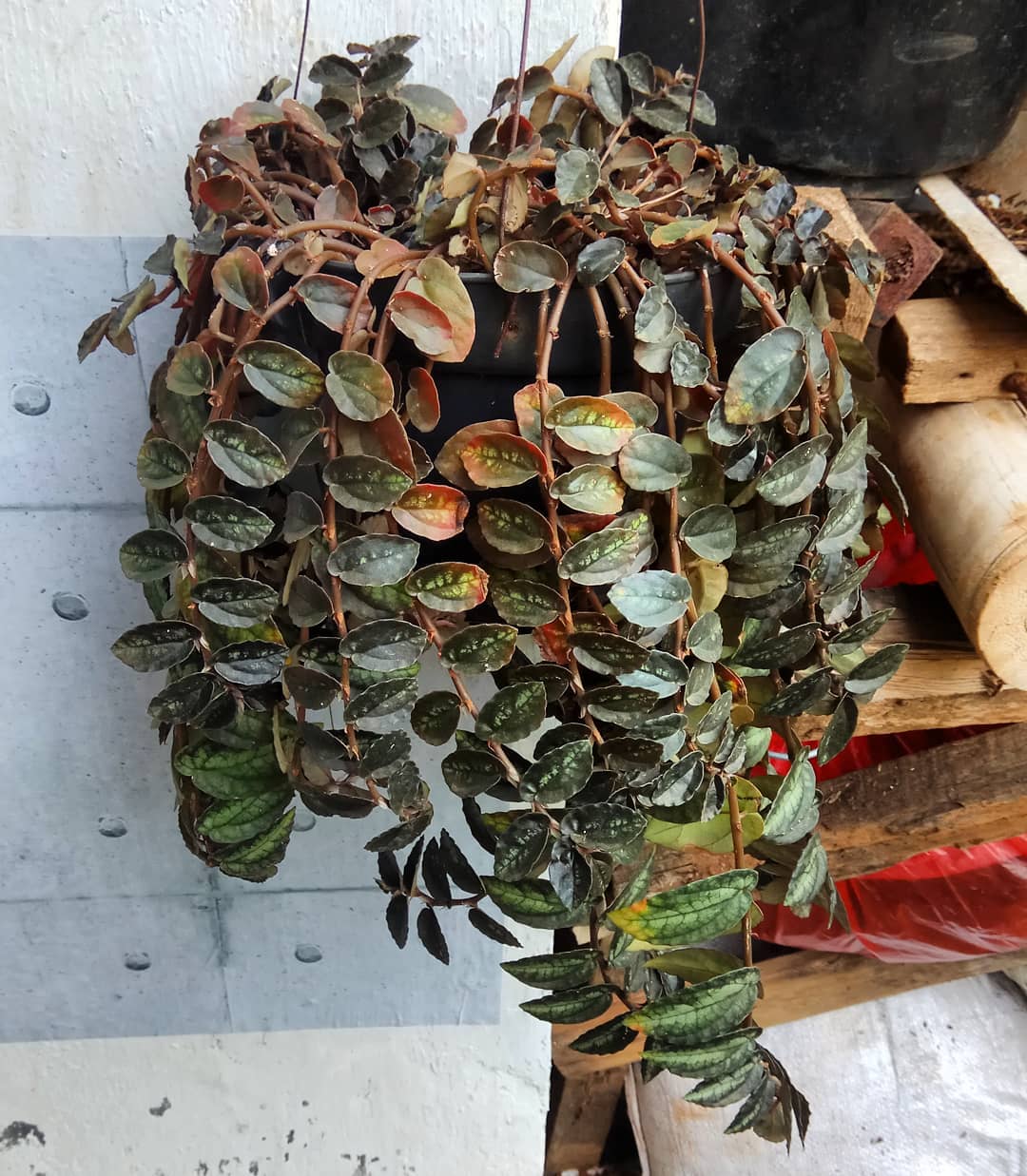 Pellionia Repens Plant Care: Water, Light, Nutrients | Greg App 🌱