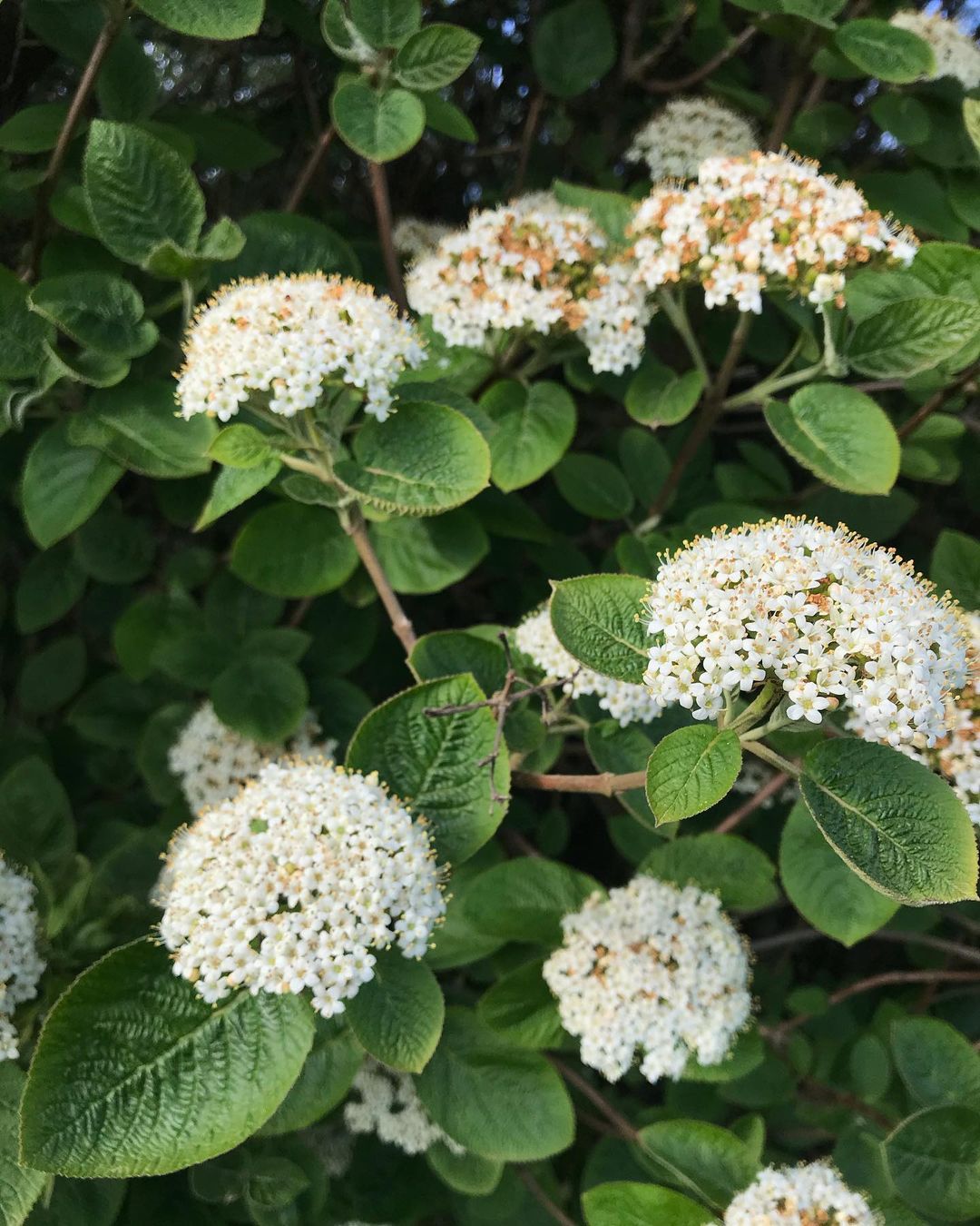 Wayfaring Tree Viburnum Plant Care: Water, Light, Nutrients | Greg App 🌱
