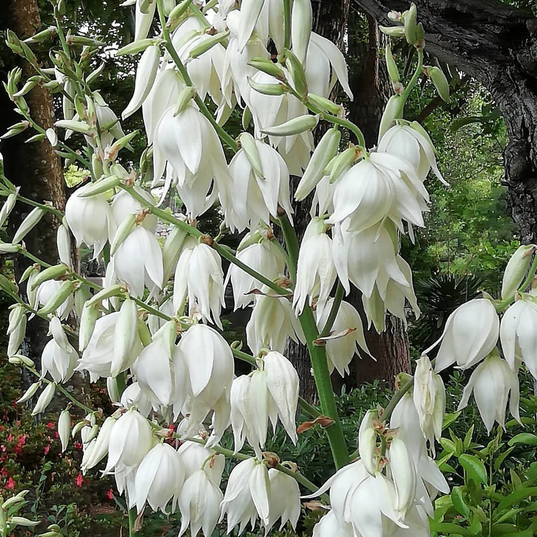 How to Care for Adam's Needle: Mastering Water, Sunlight & More