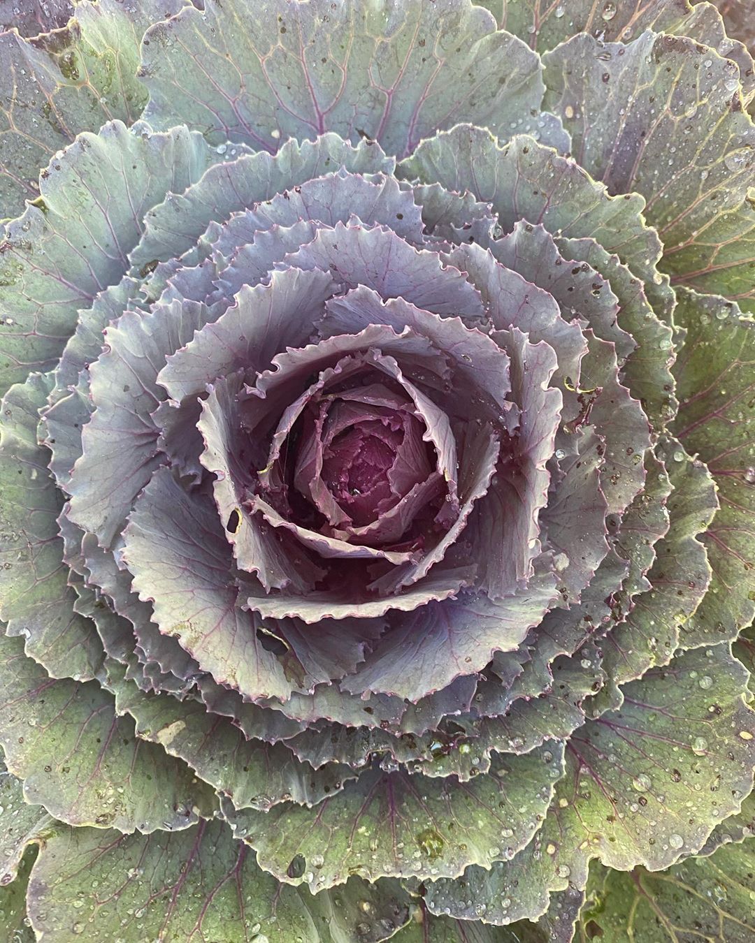 Ornamental Cabbage