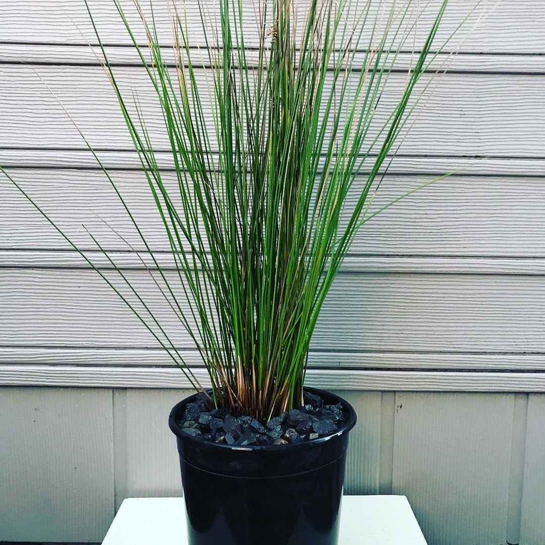 Common Rush Plant Care: Water, Light, Nutrients | Greg App 🌱