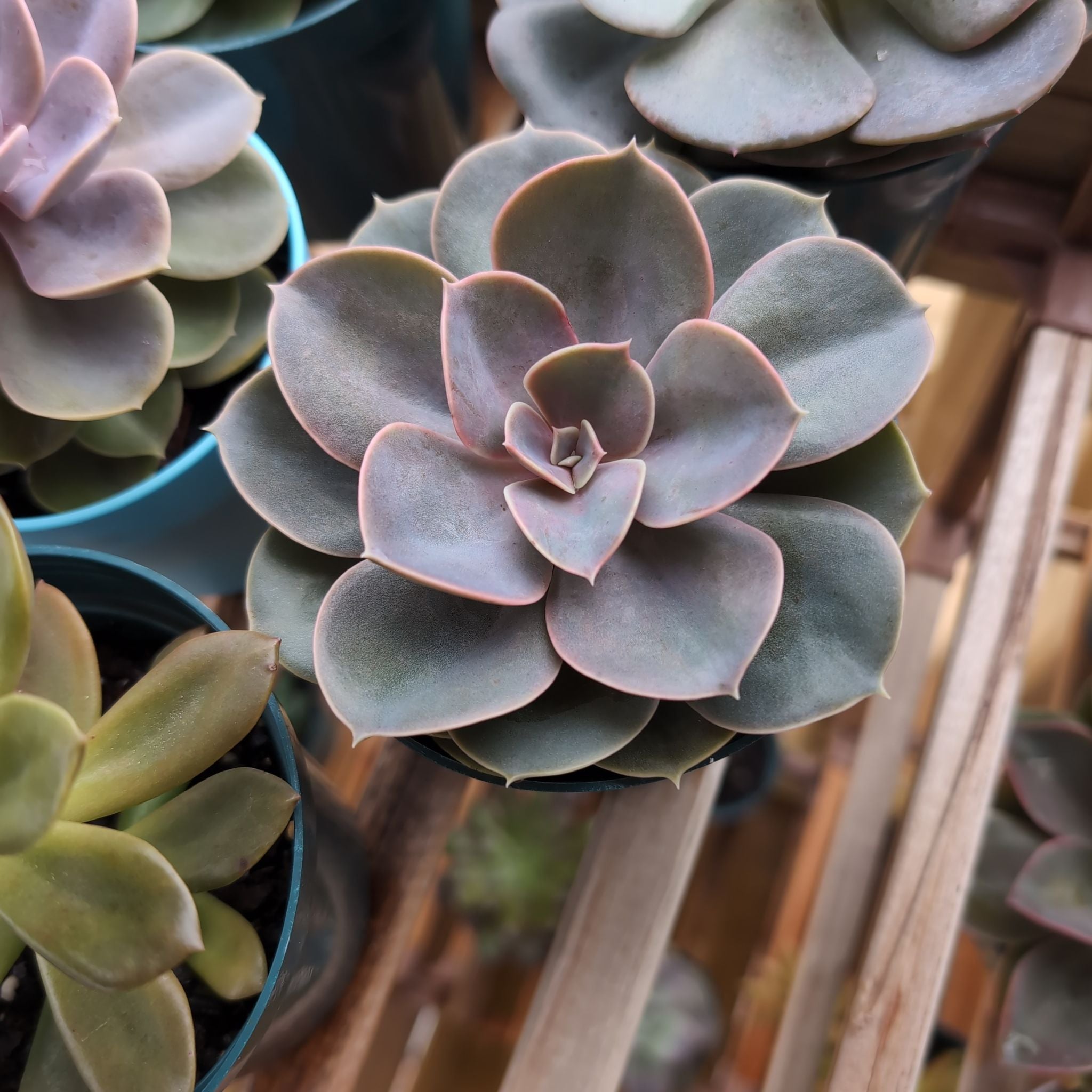 What is a succulent? 🤔