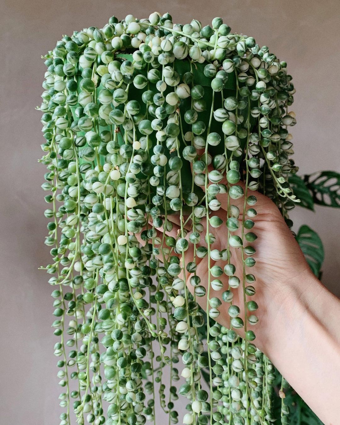Variegated String of Pearls Plant Care: Water, Light, Nutrients | Greg ...
