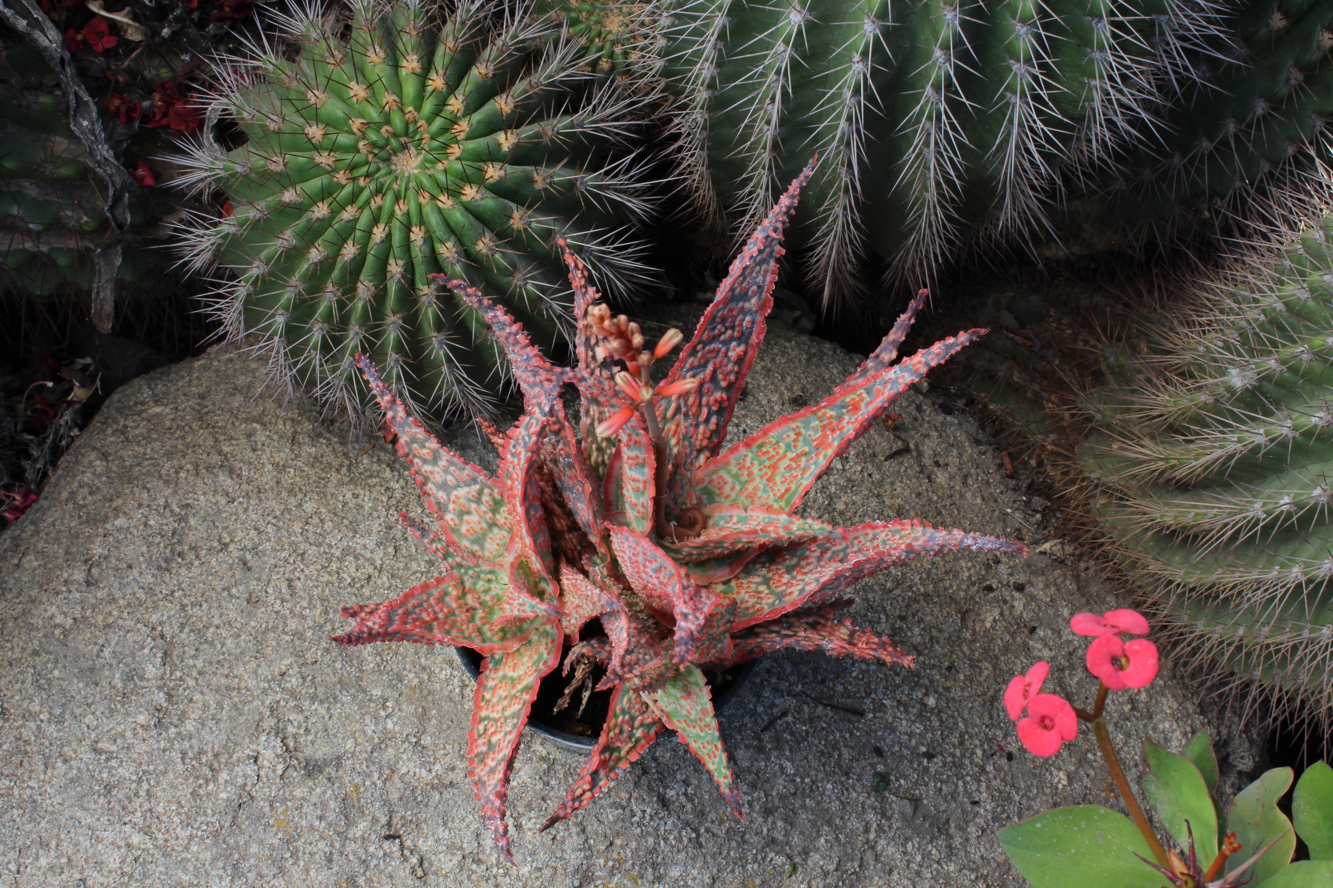 Aloe 'Crimson Dragon' Plant Care: Water, Light, Nutrients | Greg App 🌱