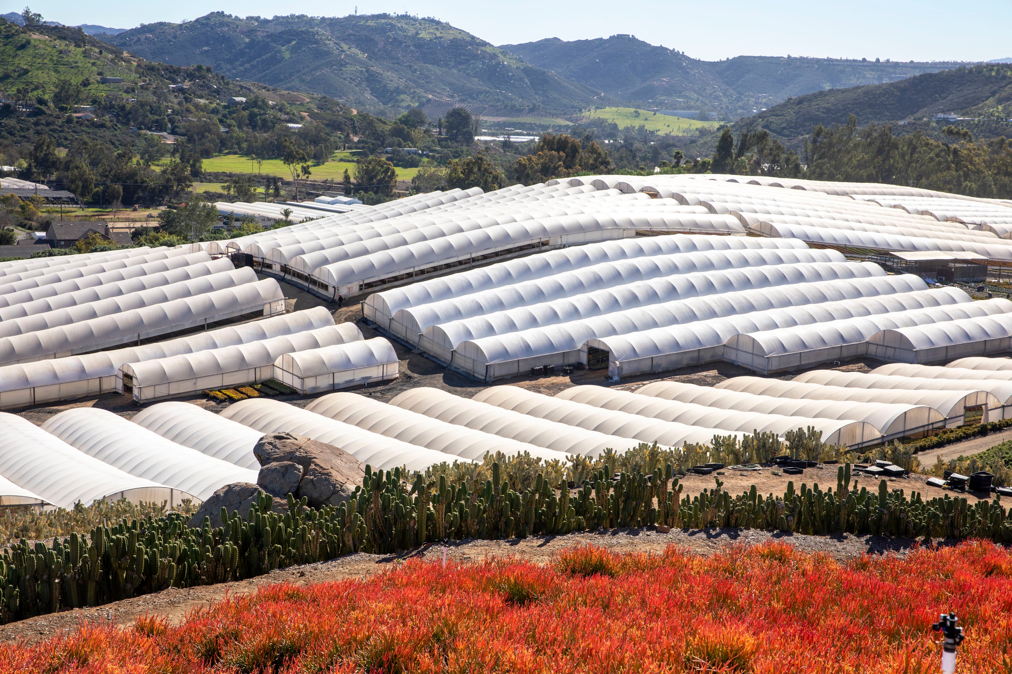 Plant Care by Plants for Pets and Greg